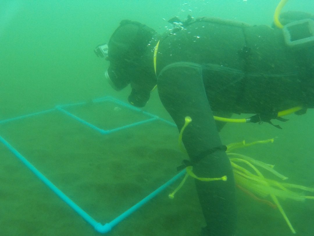 BUZO MARISCADOR BASICO - Diveroute es Buceo Profesional | Buceo Tecnico ...